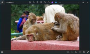 Windows 標準の「フォト」で画像の拡大縮小・トリミング・回転・反転を行う方法 | Lonely Mobiler